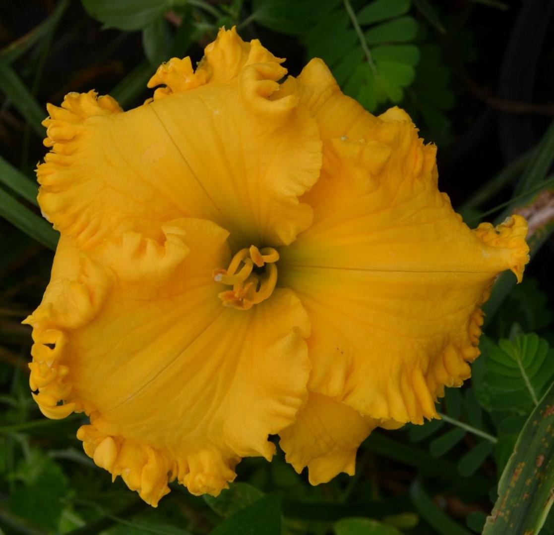 Summer’s Golden Daze*